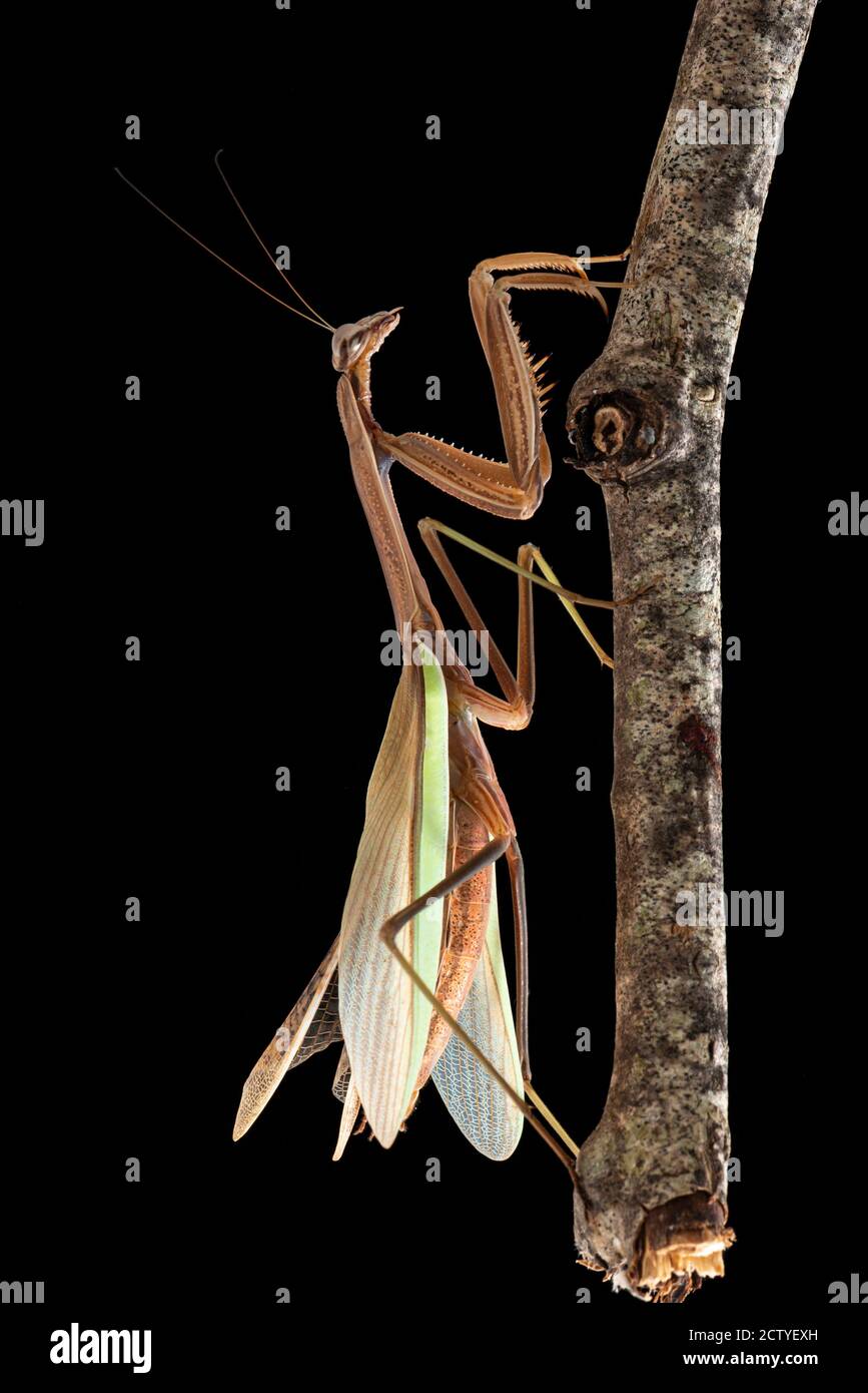Praying Mantis (Tenodera aridifolia sinensis / Chinese praying mantis ...