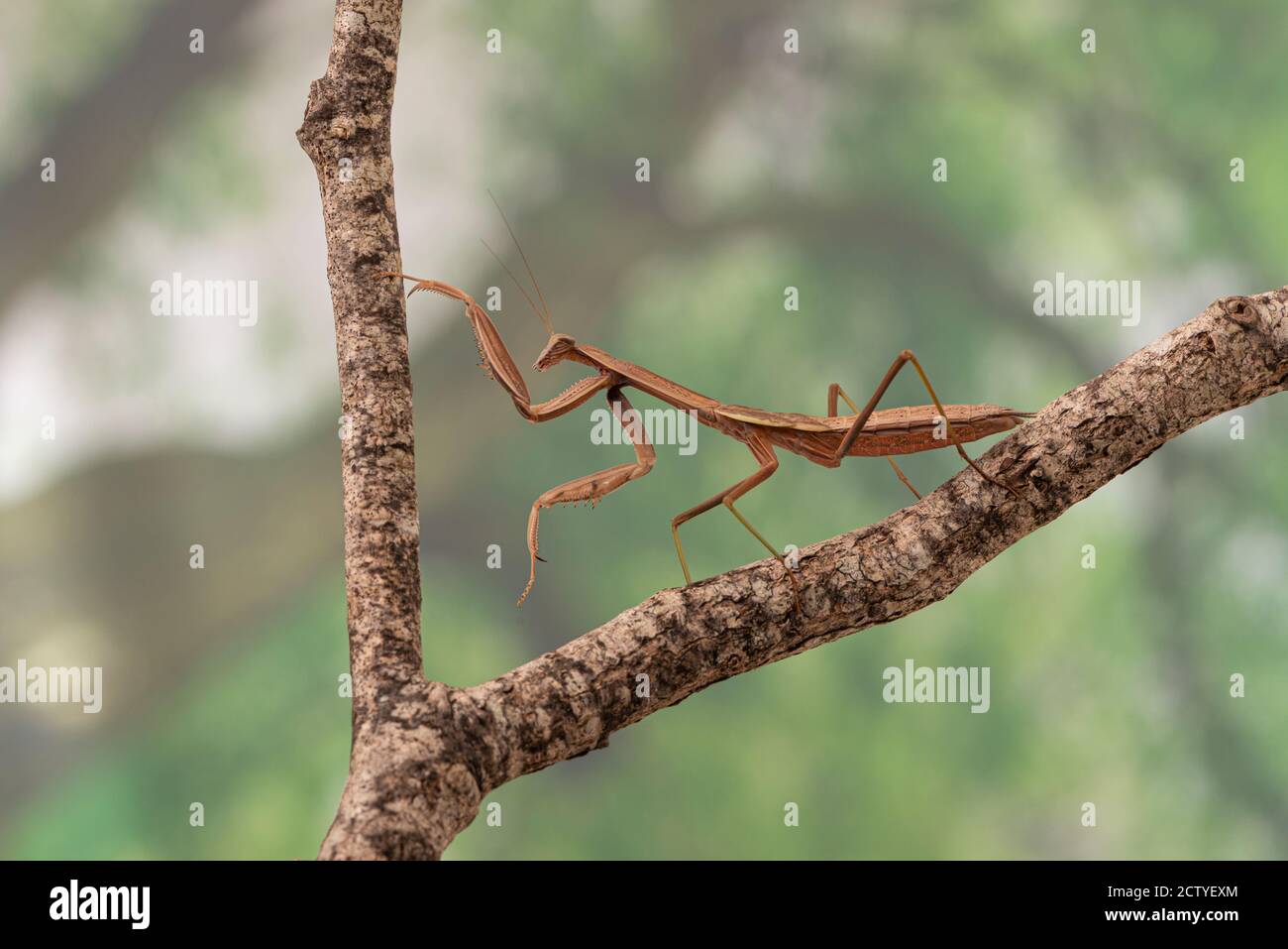 Praying Mantis (Tenodera aridifolia sinensis / Chinese praying mantis ...