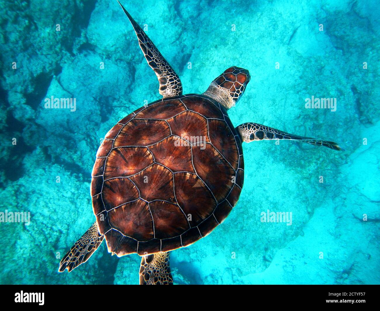 Snapping turtle underwater hi-res stock photography and images - Alamy