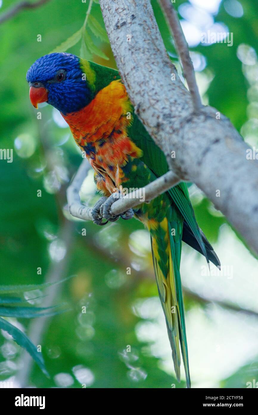 Parrott bird hi-res stock photography and images - Alamy