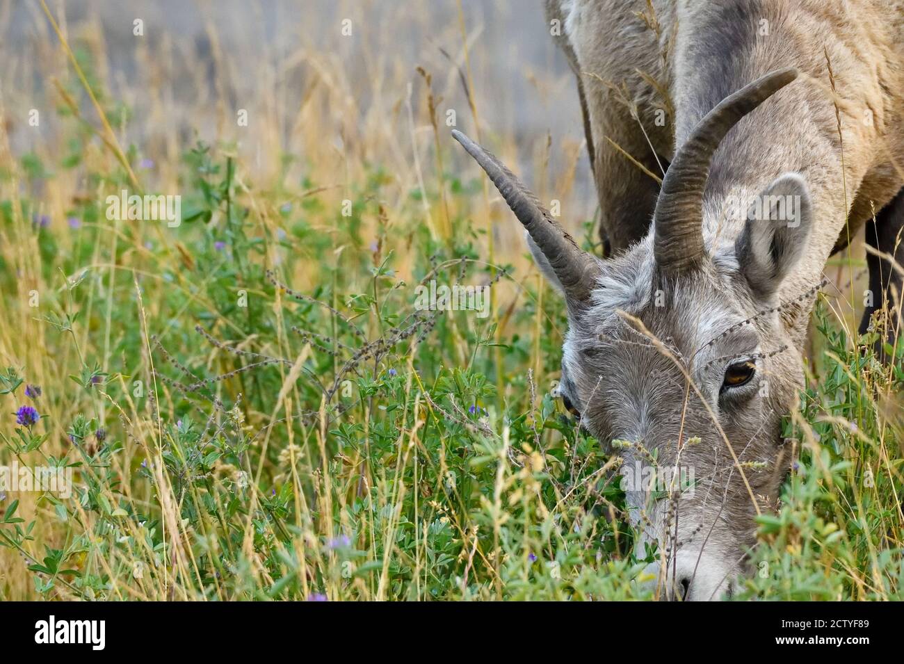 A close up image of a wild female Bighorn Sheep "Ovis canadensis ...