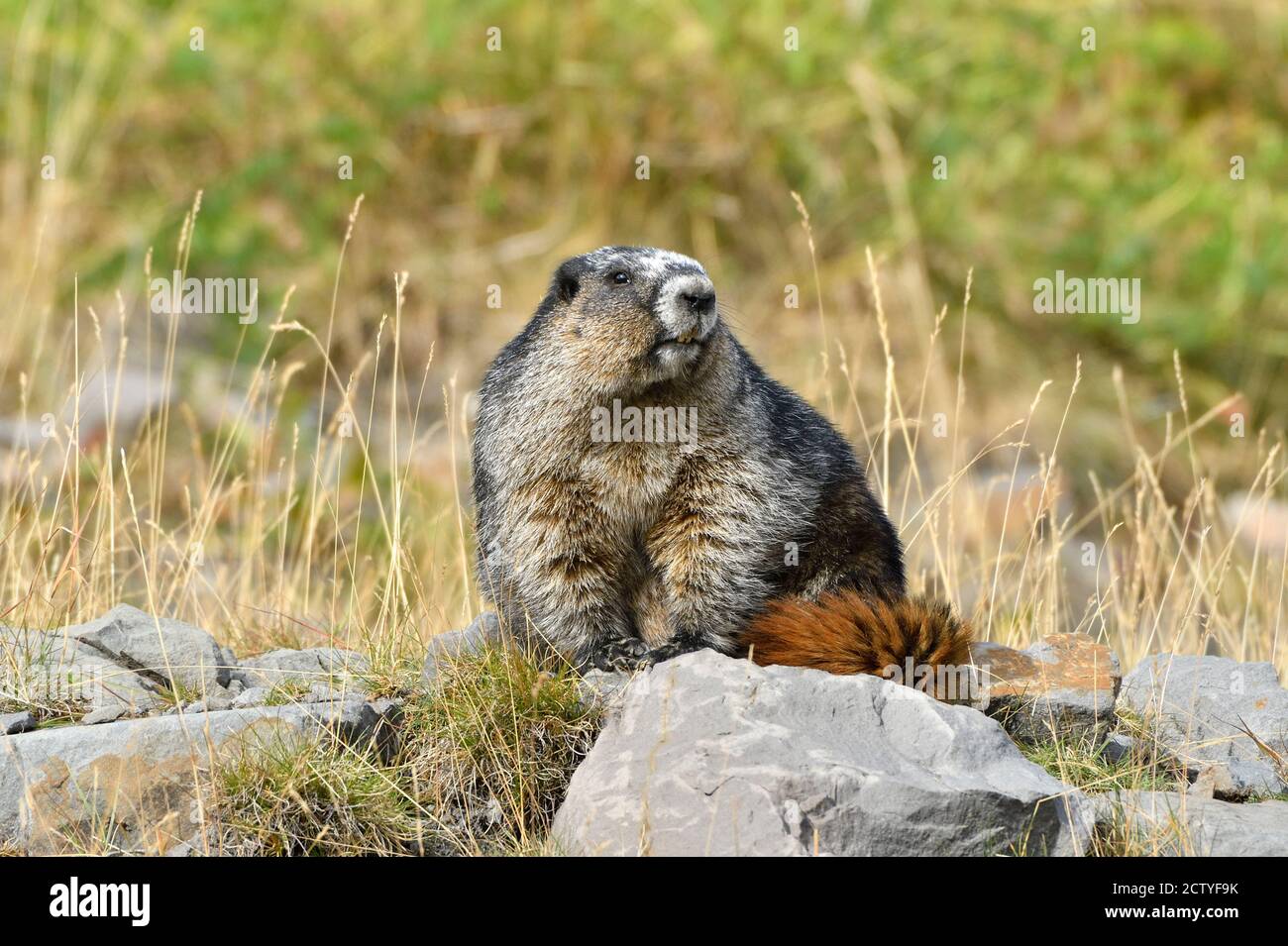 A wild Hoary marmot "Marmota caligata", sitting on a rock on a rocky ...