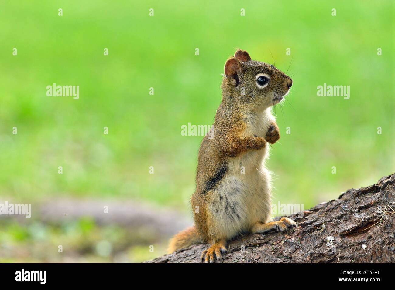 Rear legs hi-res stock photography and images - Alamy