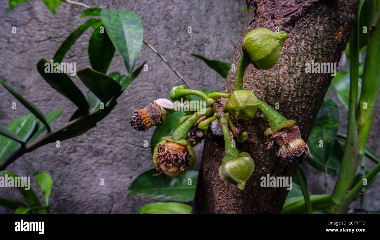 Soursop tree flower Stock Photo - Alamy