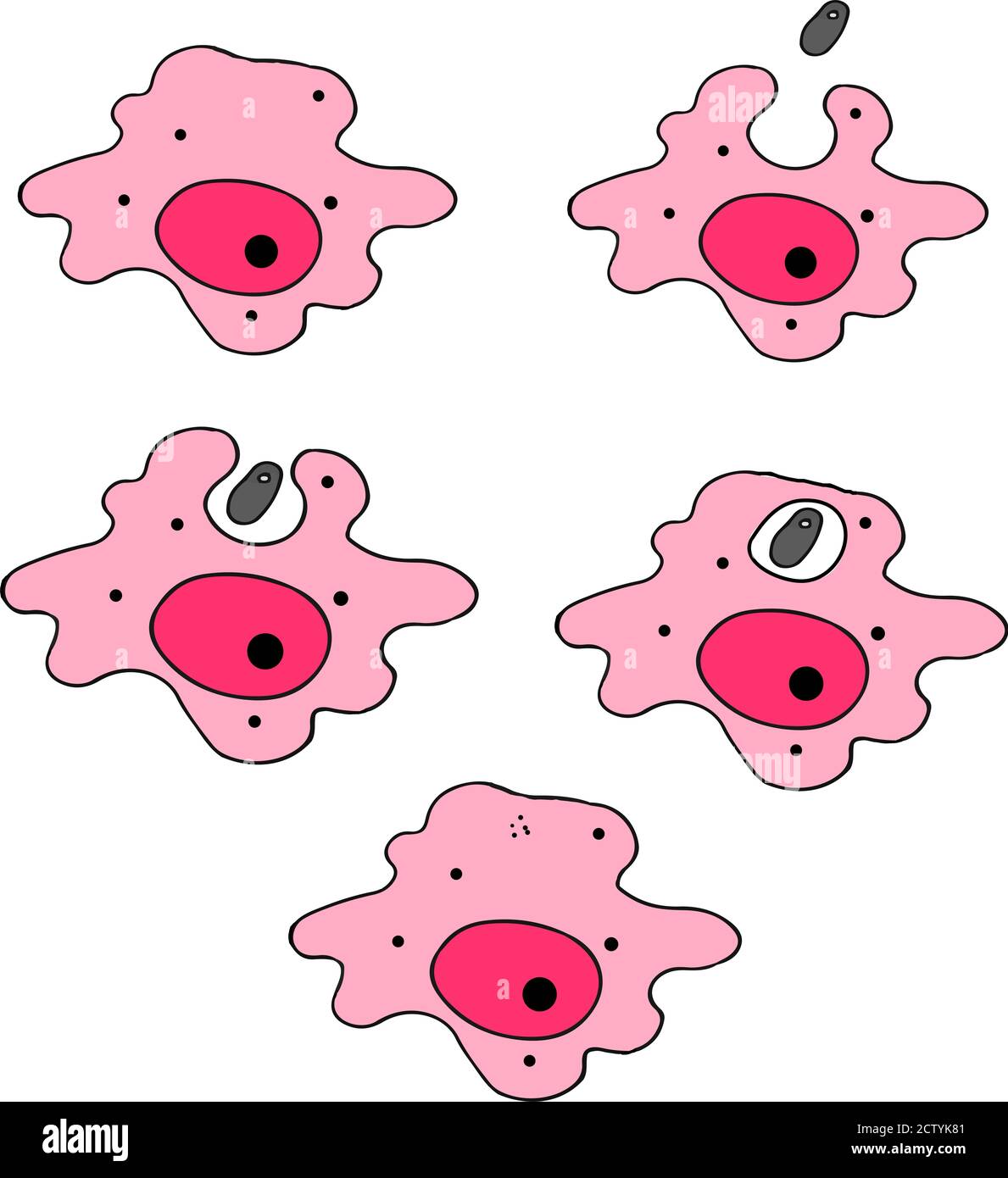 Celllife cycle hi-res stock photography and images - Alamy