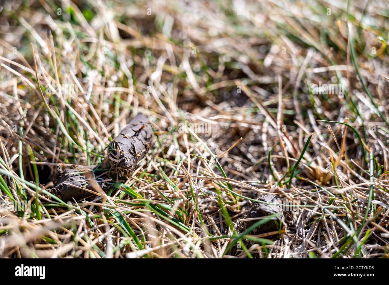 Practice of spiking a lawn to allow moisture and nutrients to reach ...