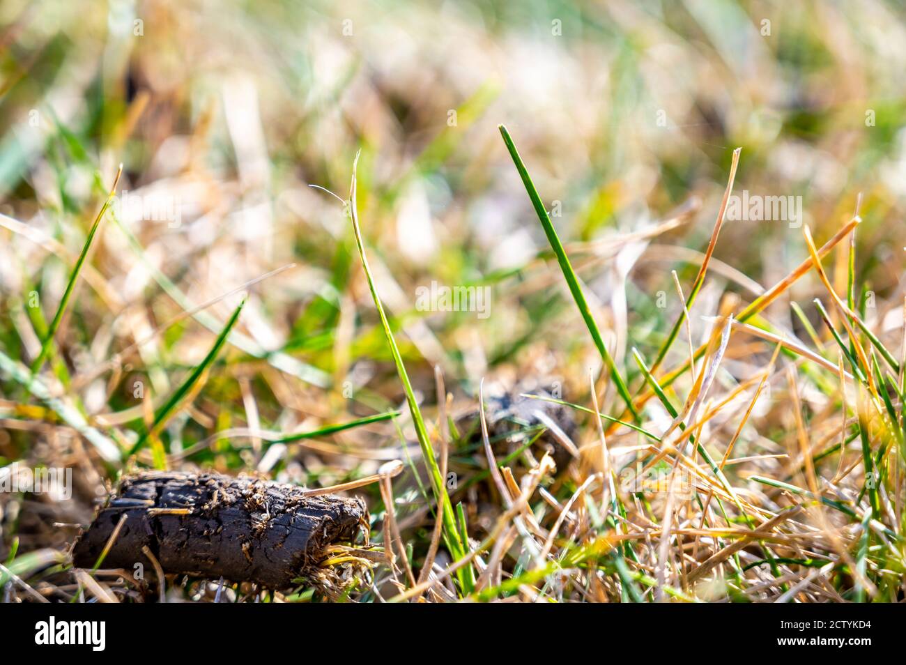 Practice of spiking a lawn to allow moisture and nutrients to reach ...