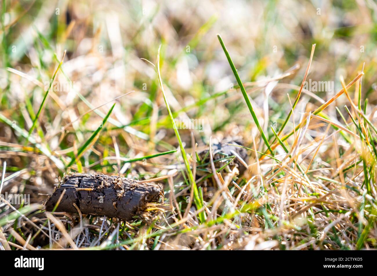 Practice of spiking a lawn to allow moisture and nutrients to reach ...