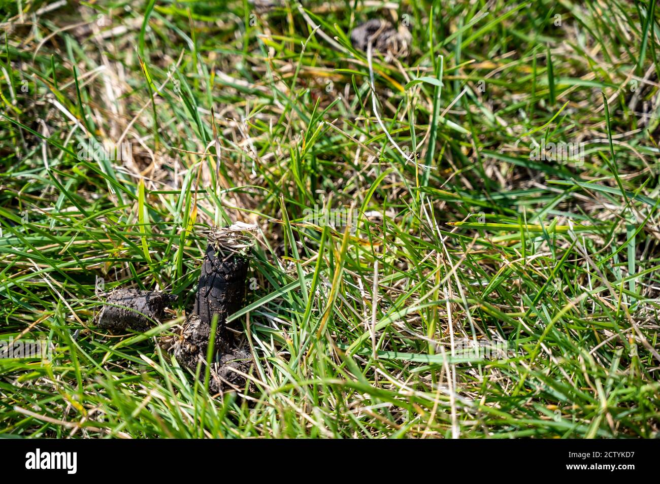 Practice of spiking a lawn to allow moisture and nutrients to reach ...