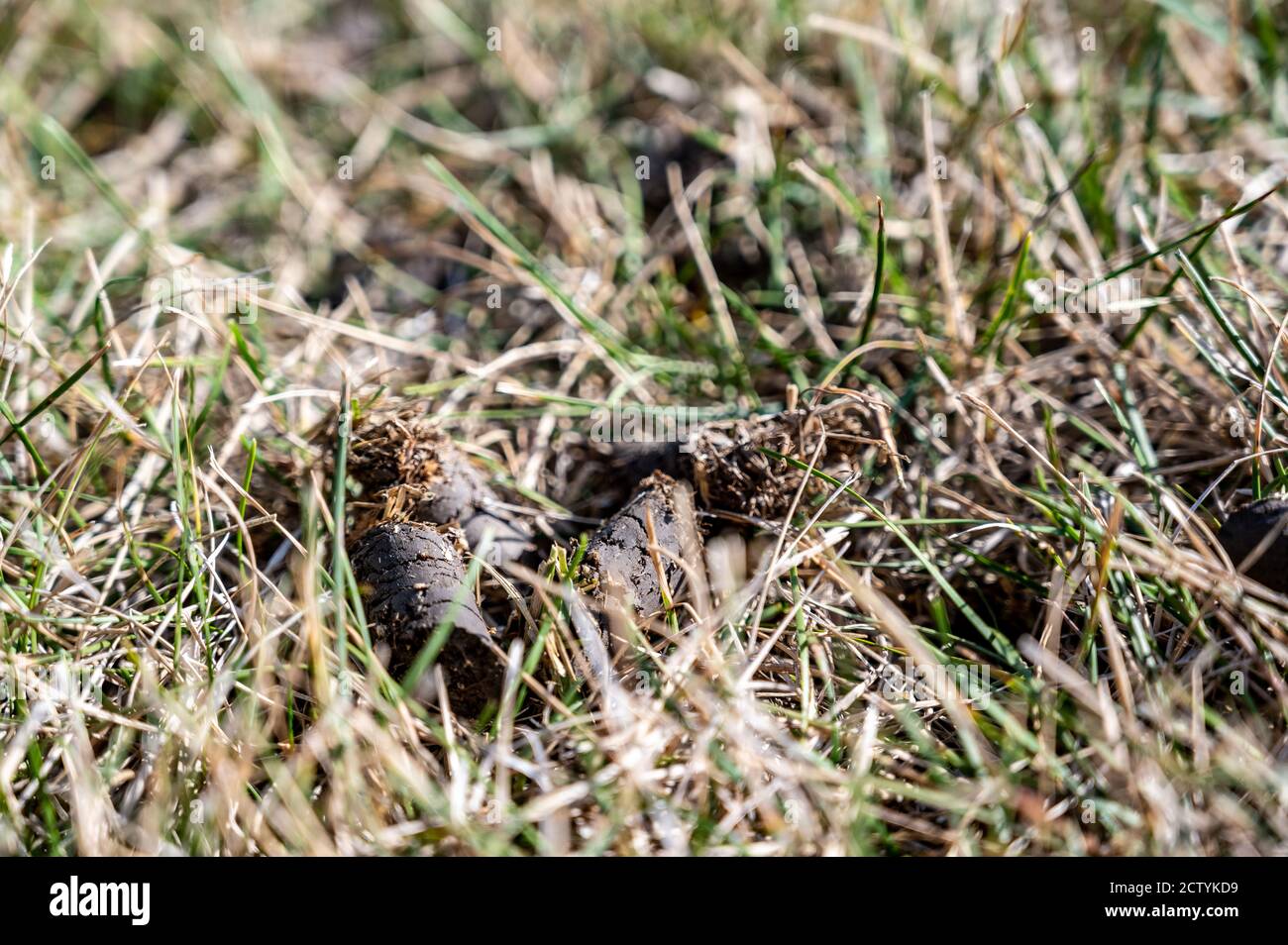 Practice of spiking a lawn to allow moisture and nutrients to reach ...