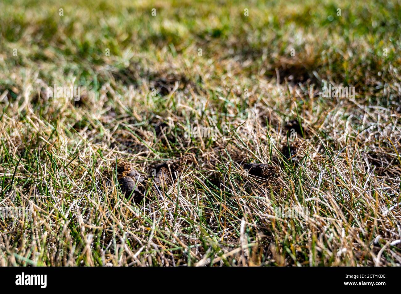 Practice of spiking a lawn to allow moisture and nutrients to reach ...