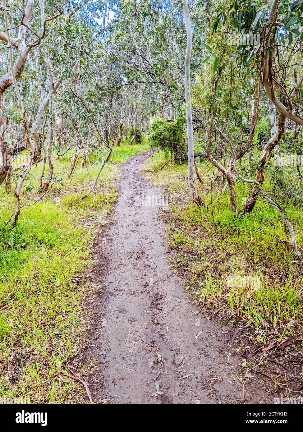 Australian Bush and Walking Path Stock Photo - Alamy