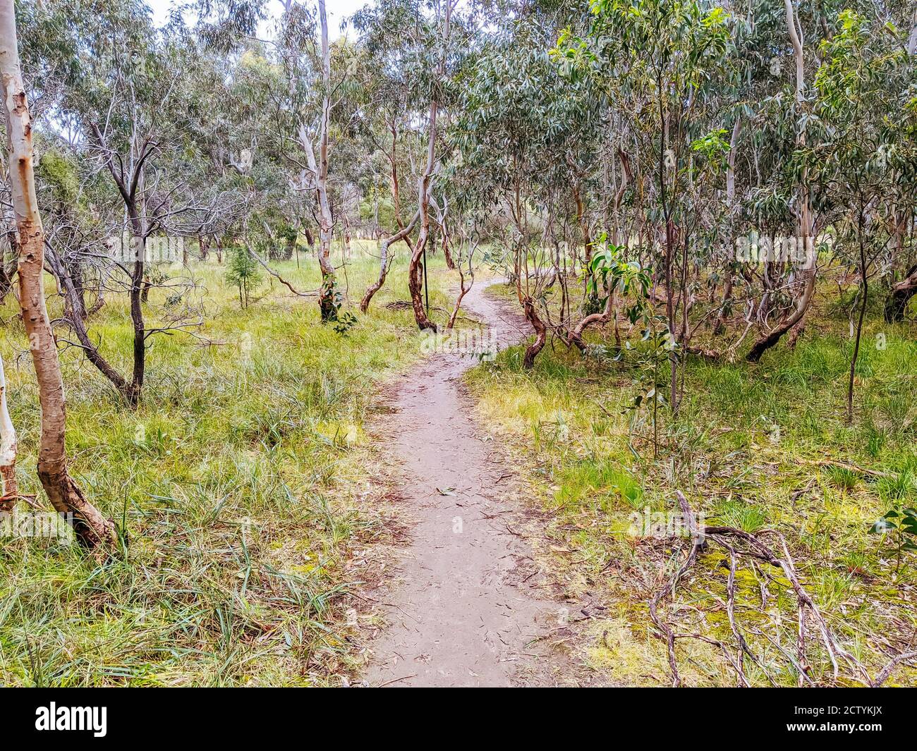 Australian Bush and Walking Path Stock Photo - Alamy