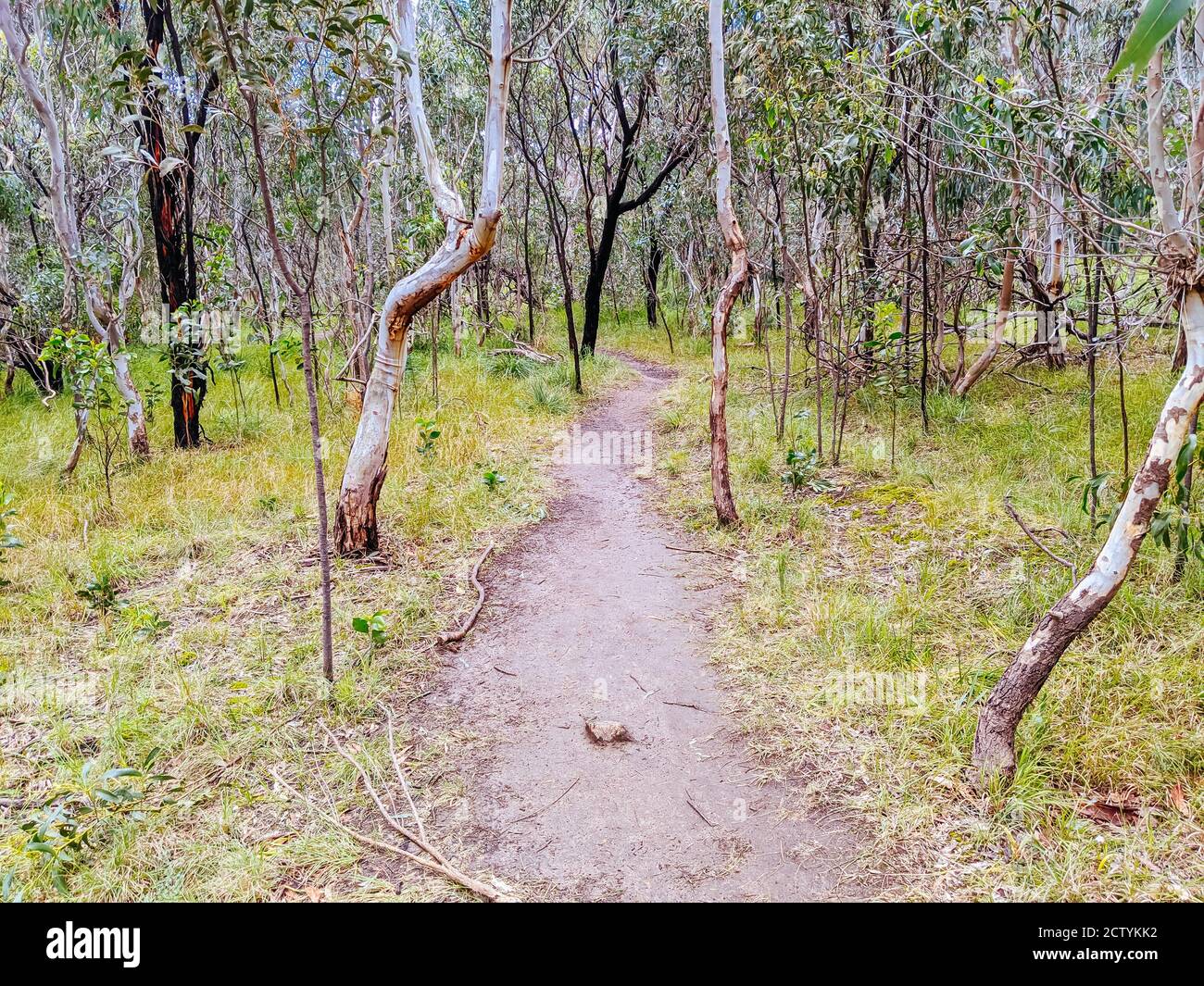 Australian Bush and Walking Path Stock Photo - Alamy