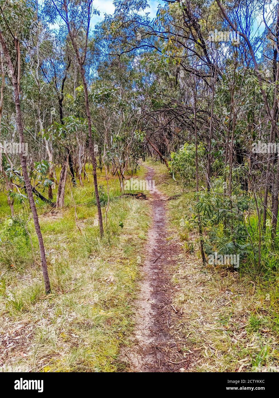 Australian Bush and Walking Path Stock Photo - Alamy
