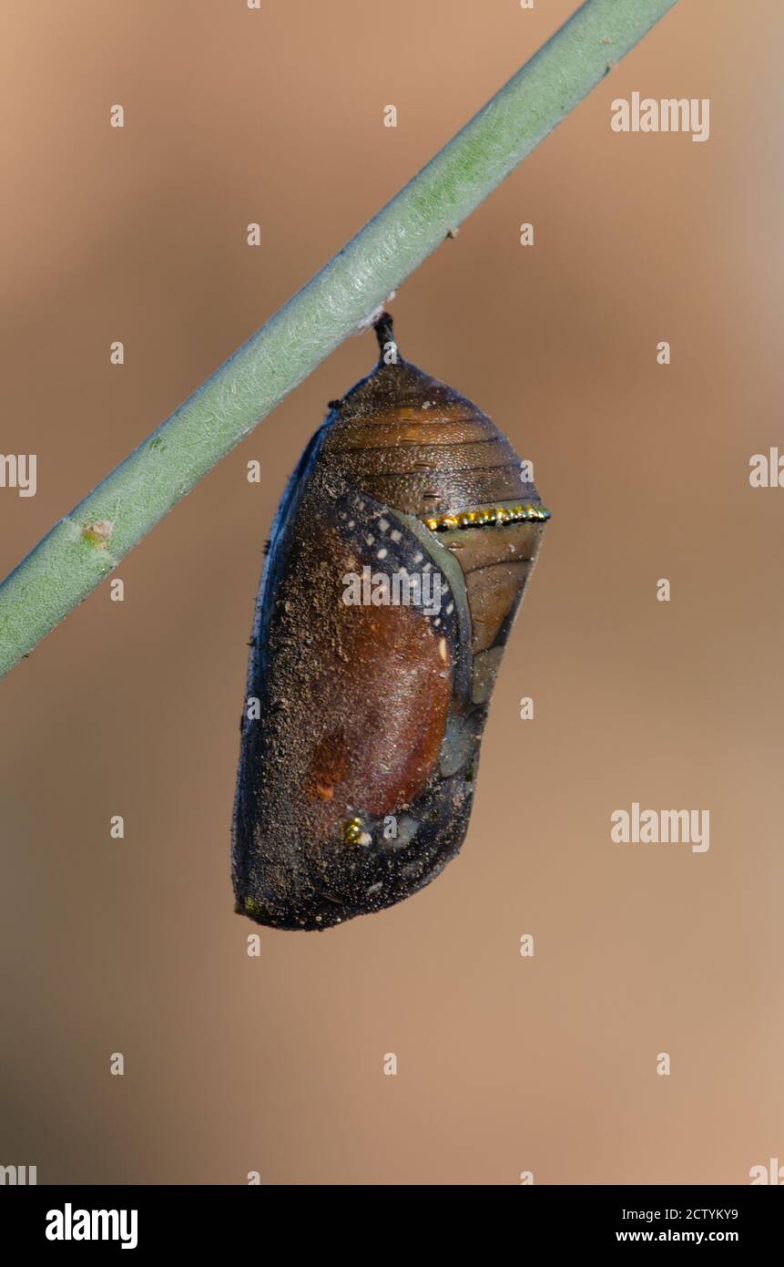 Chrysalis butterfly hi-res stock photography and images - Alamy