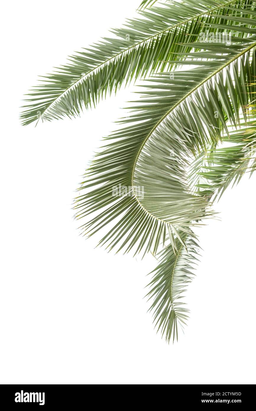 Palm frond hanging hi-res stock photography and images - Alamy