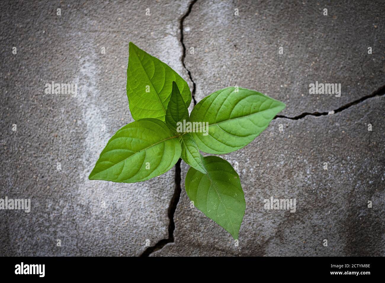 Young tree plant growing through the cracked concrete floor Stock Photo ...