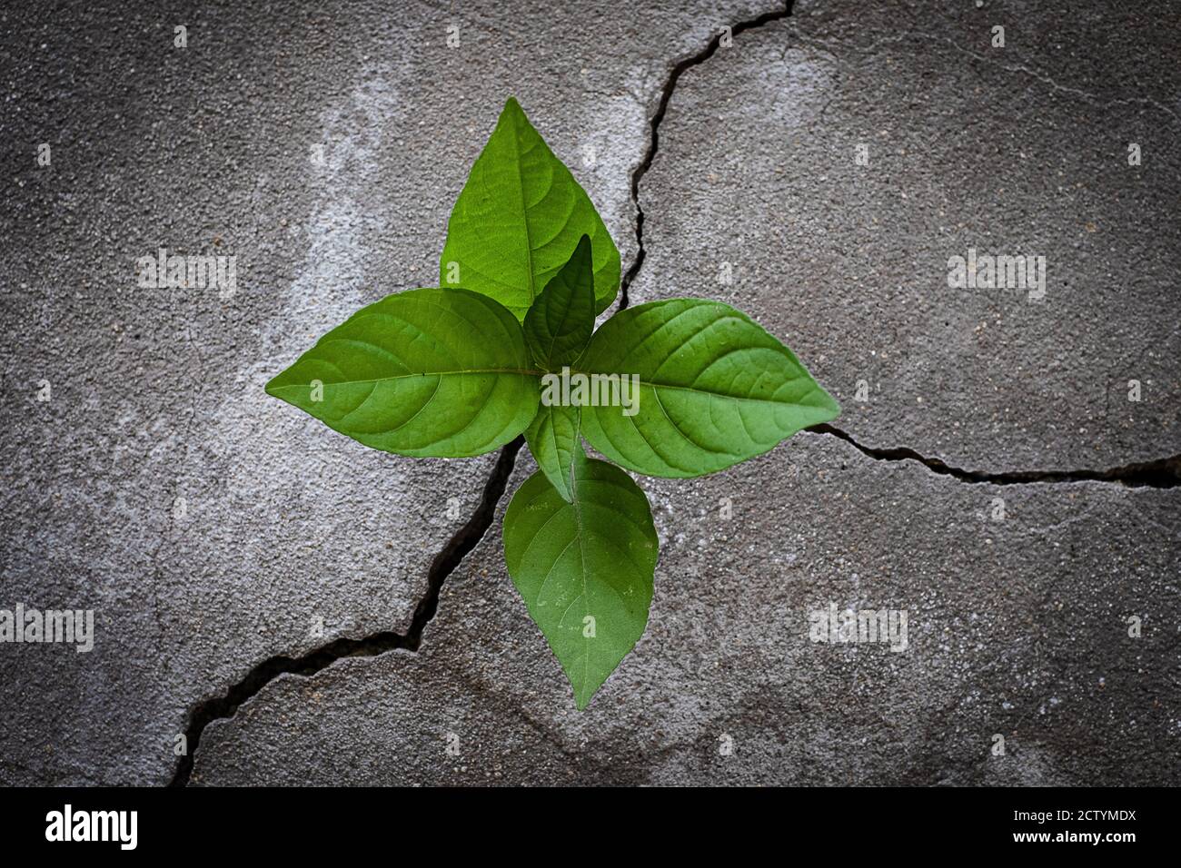 Young tree plant growing through the cracked concrete floor Stock Photo ...