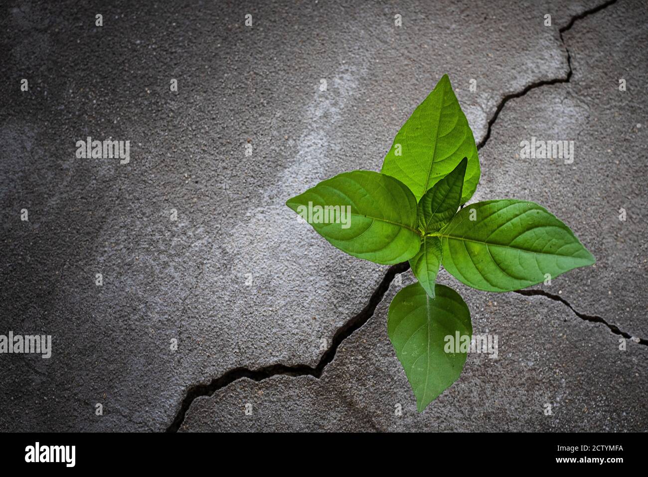 Young tree plant growing through the cracked concrete floor Stock Photo ...