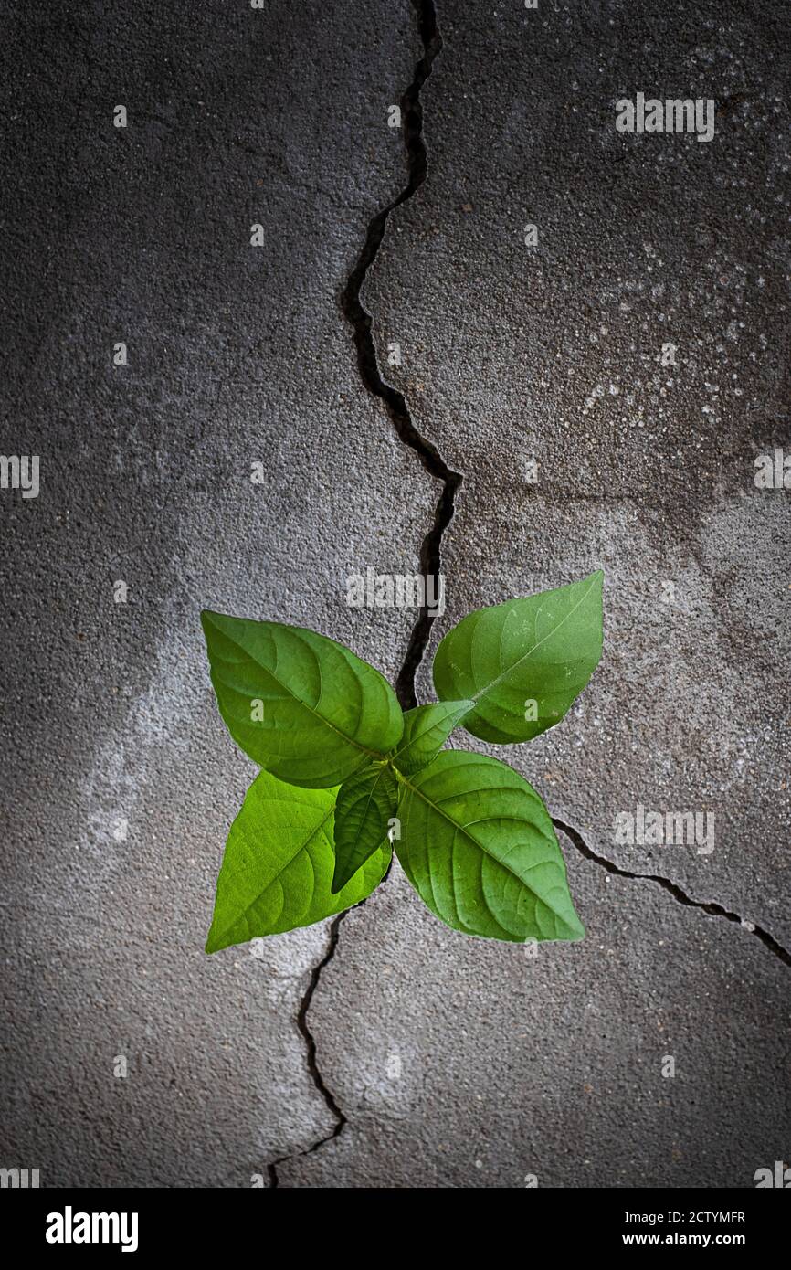 Young tree plant growing through the cracked concrete floor Stock Photo ...