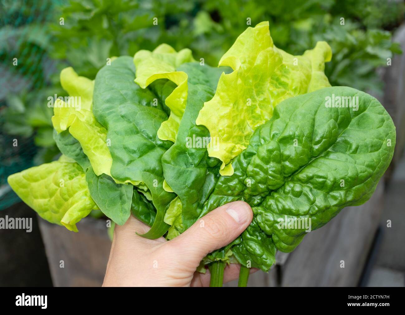 Rooftop veggie garden hi-res stock photography and images - Alamy