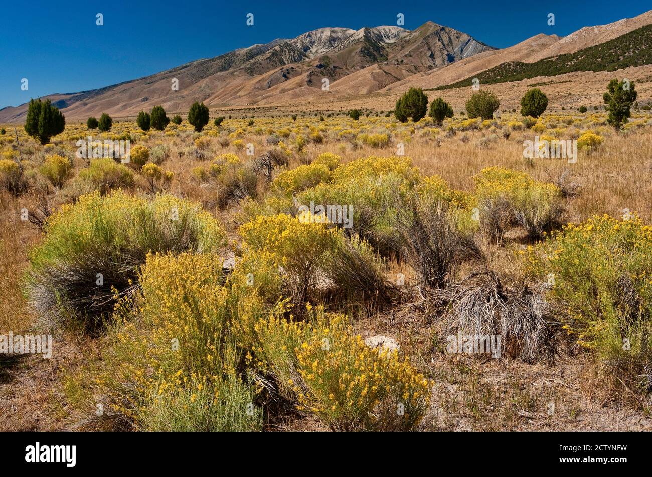 Sagebrush growing in Ruby Valley, Ruby Mountains in distance, Great ...