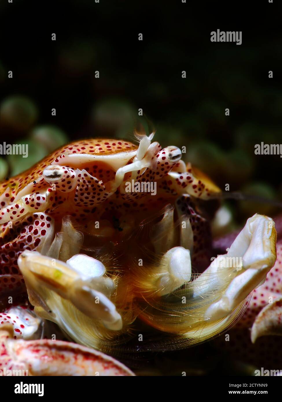 Colorful underwater macro photography Stock Photo - Alamy