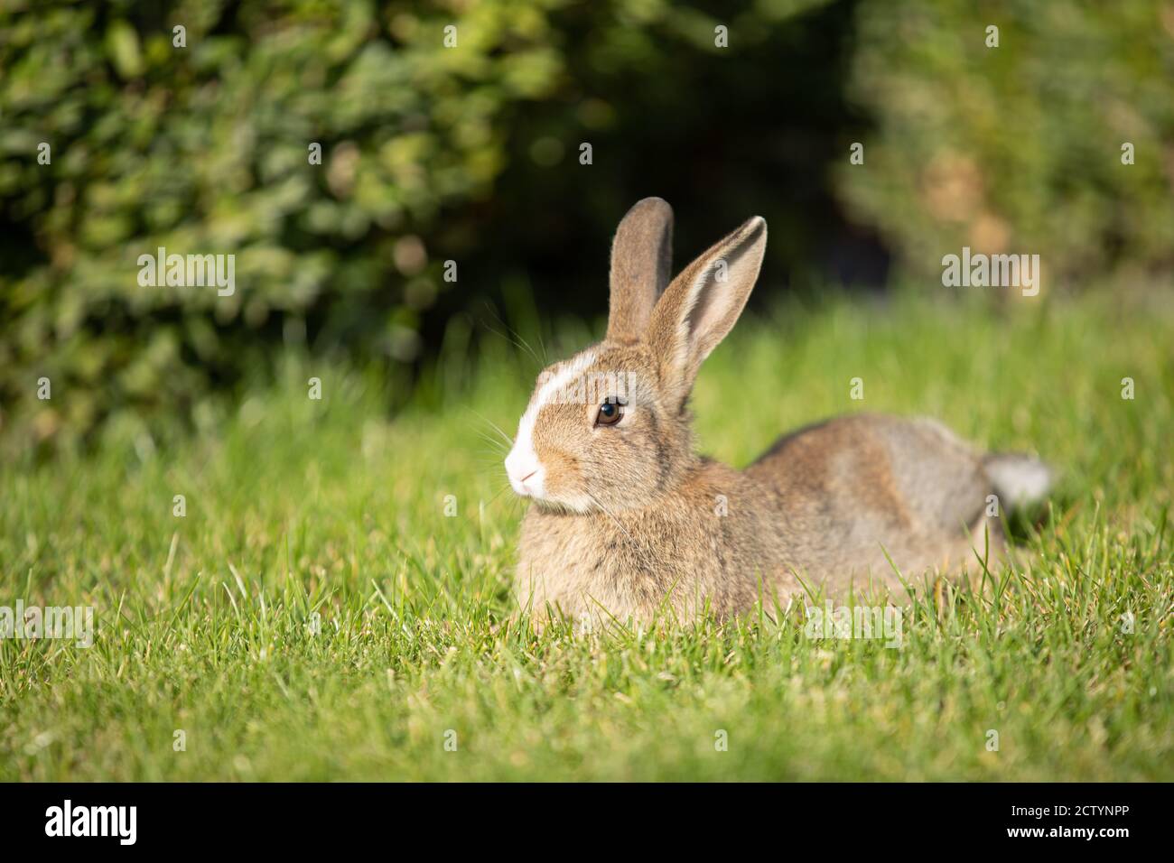 Rabbit Ears Veins High Resolution Stock Photography and Images - Alamy