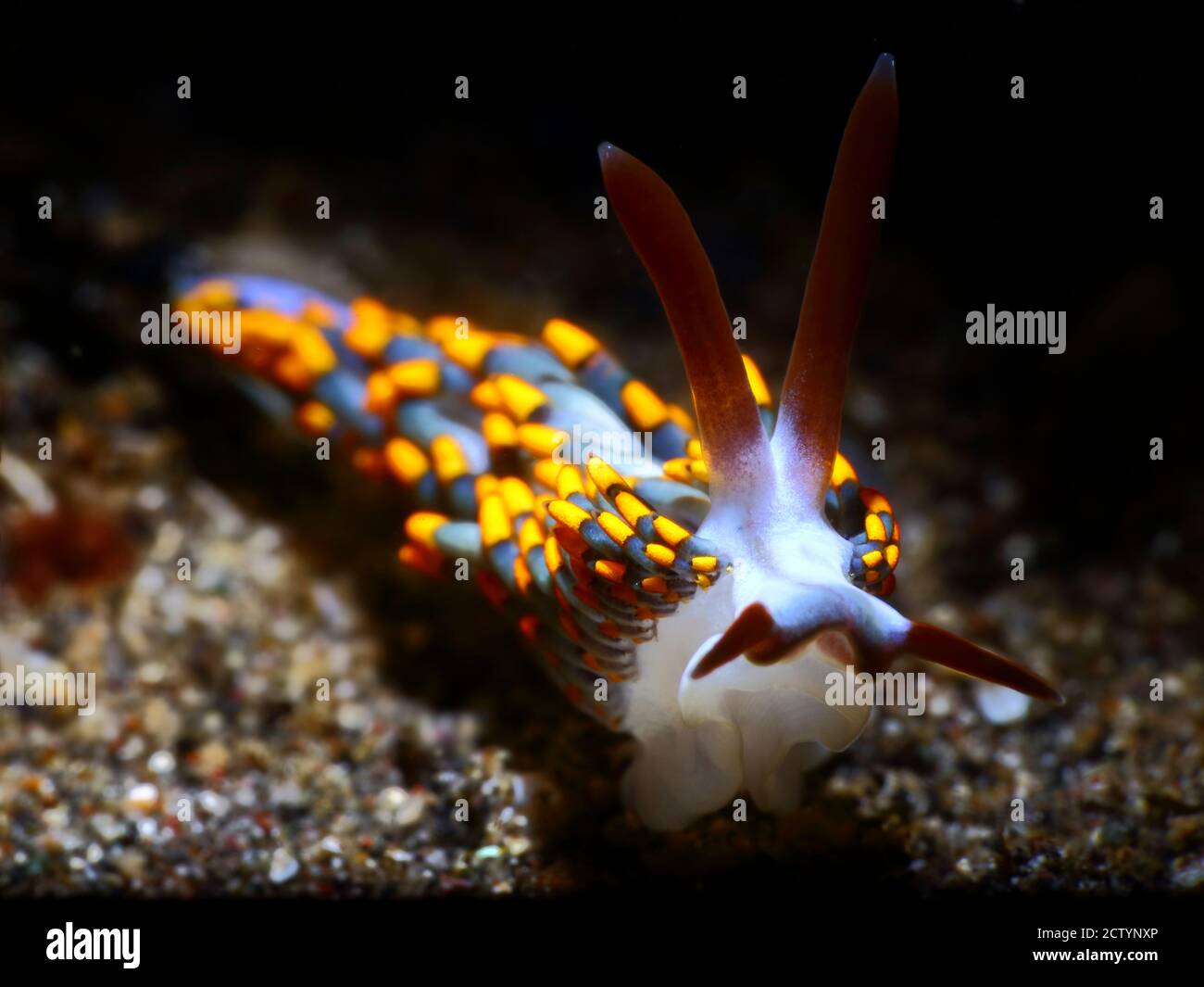 beautiful underwater macro photography include nudibranches (sea slug ...