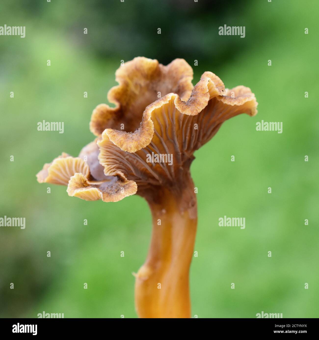 Yellowfoot chantarelles Craterellus tubaeformis against a green ...
