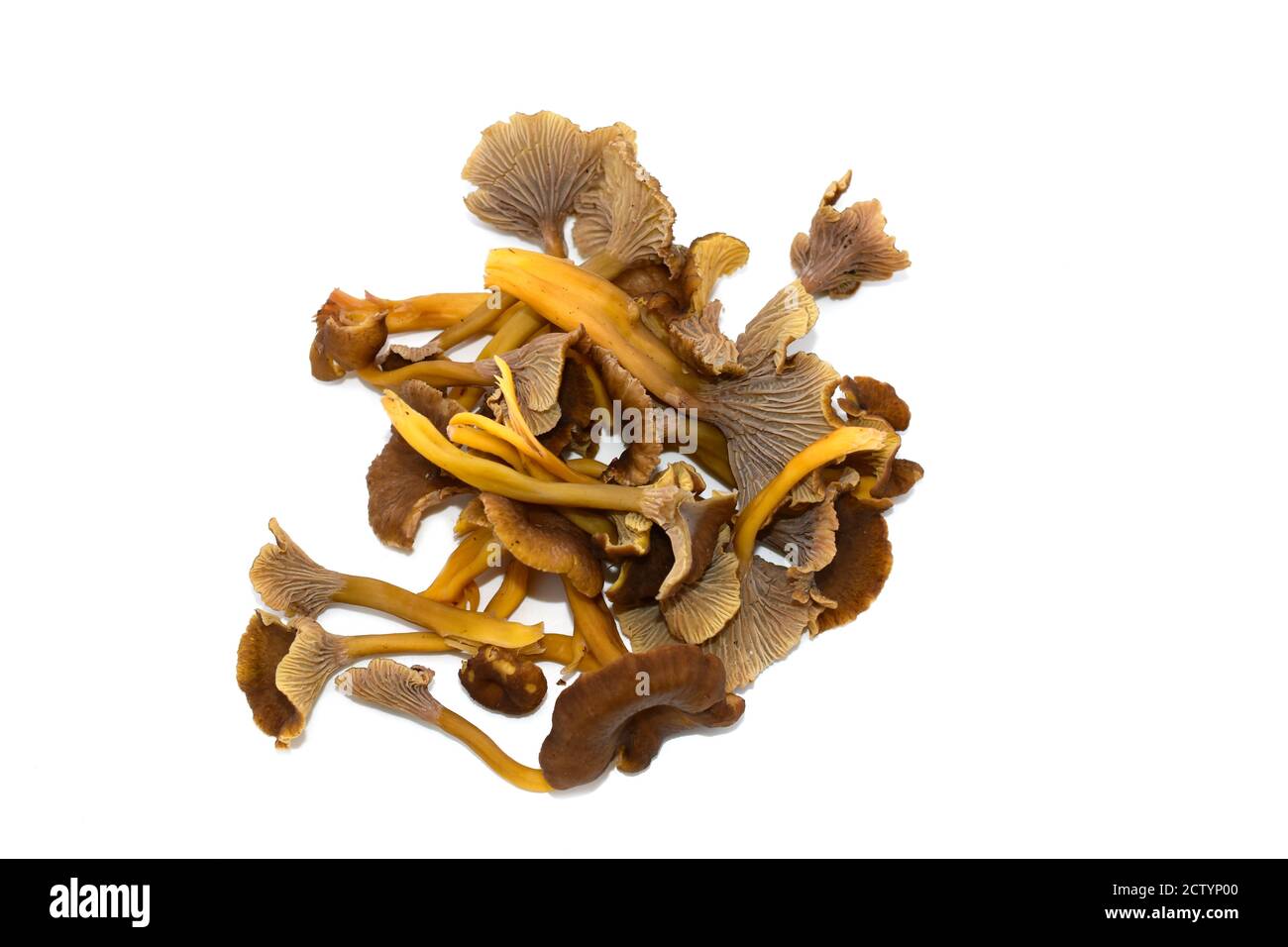 Fresh yellowfoot chantarelles Craterellus tubaeformis isolated on white ...