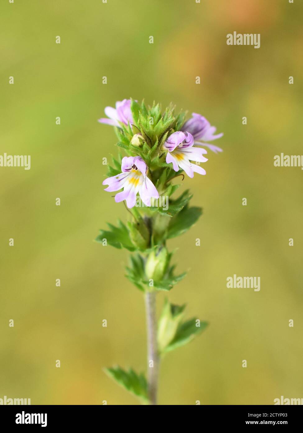 Eyebright flower wild euphrasia hi-res stock photography and images - Alamy