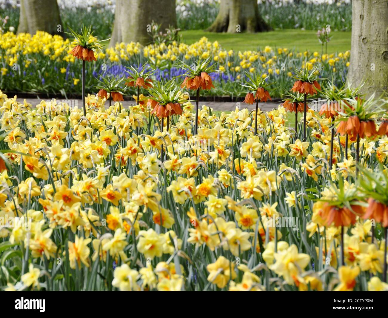 Different lilies flowering in a garden in spring Stock Photo - Alamy
