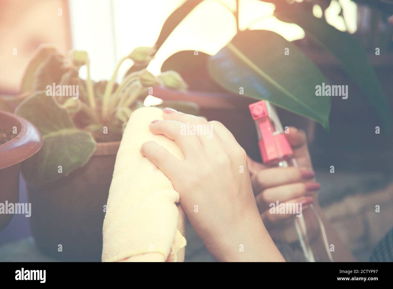 Cleaning flowers hi-res stock photography and images - Alamy
