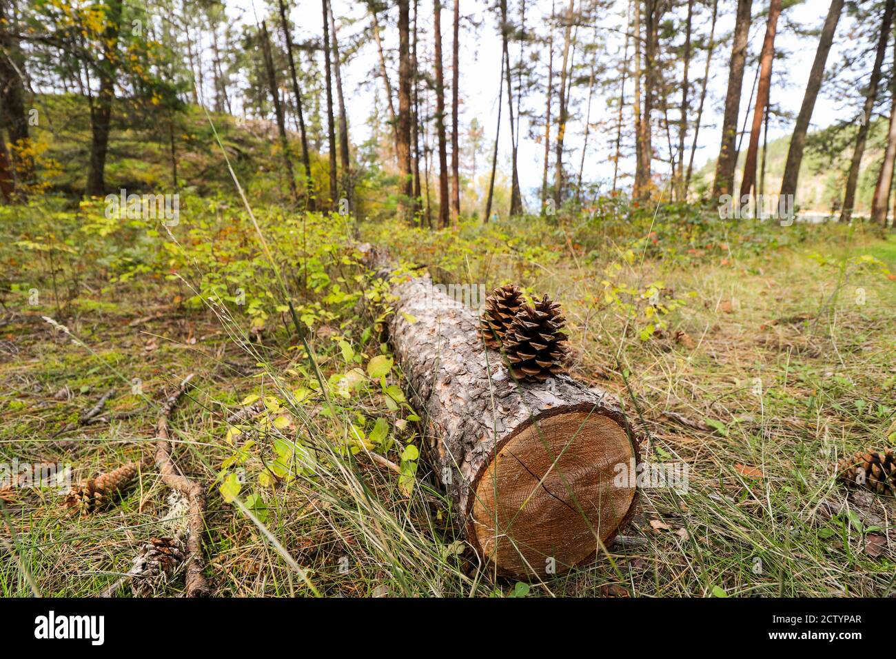 Tree laying on the ground Stock Photo - Alamy