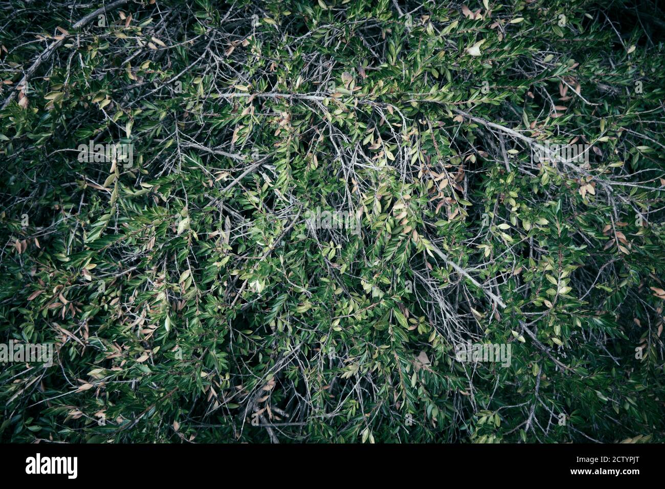 Creative layout made of green leaves. Flat lay. Nature background. High ...