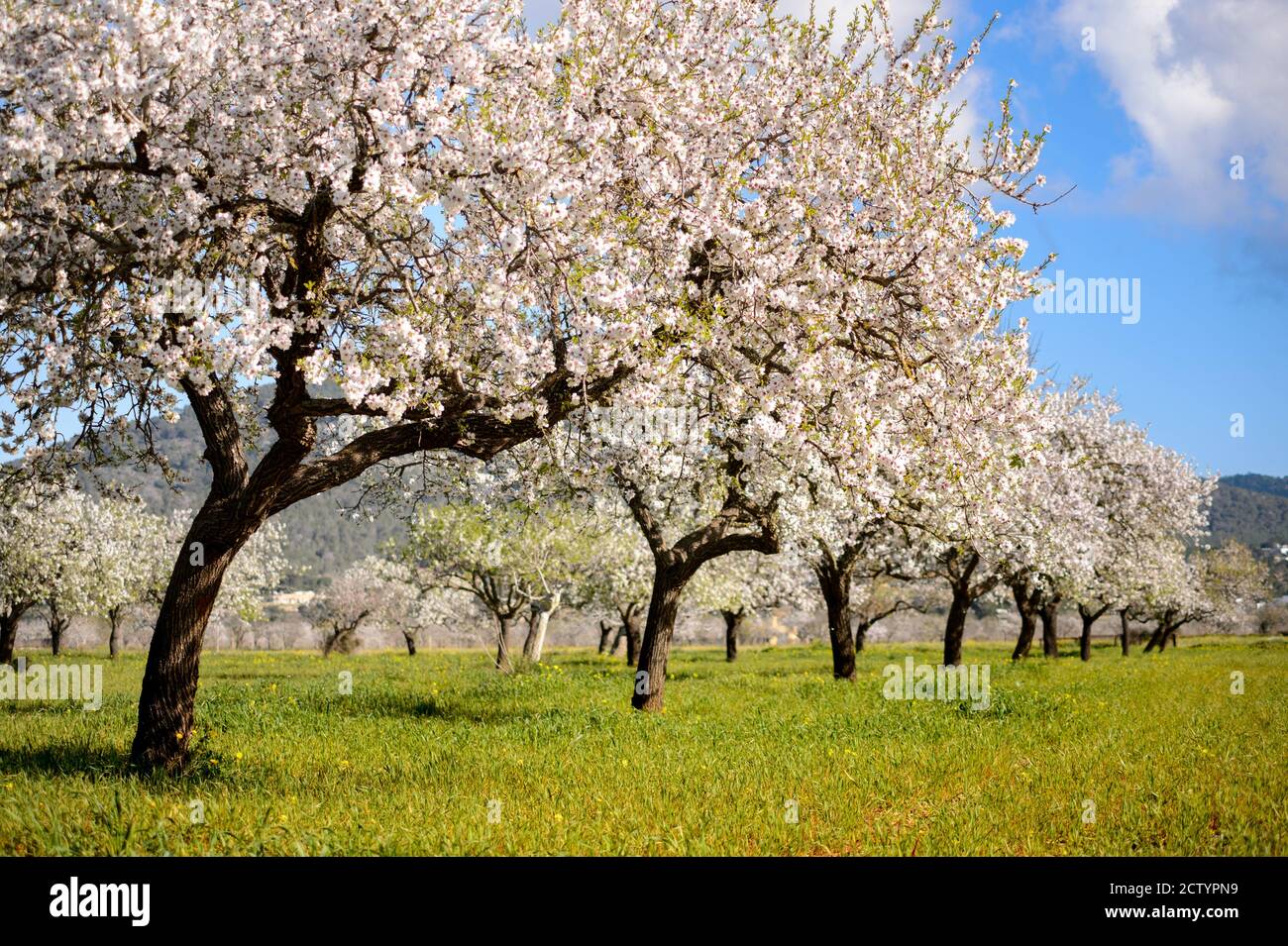 Almond trees in Ibiza, Spain Stock Photo - Alamy