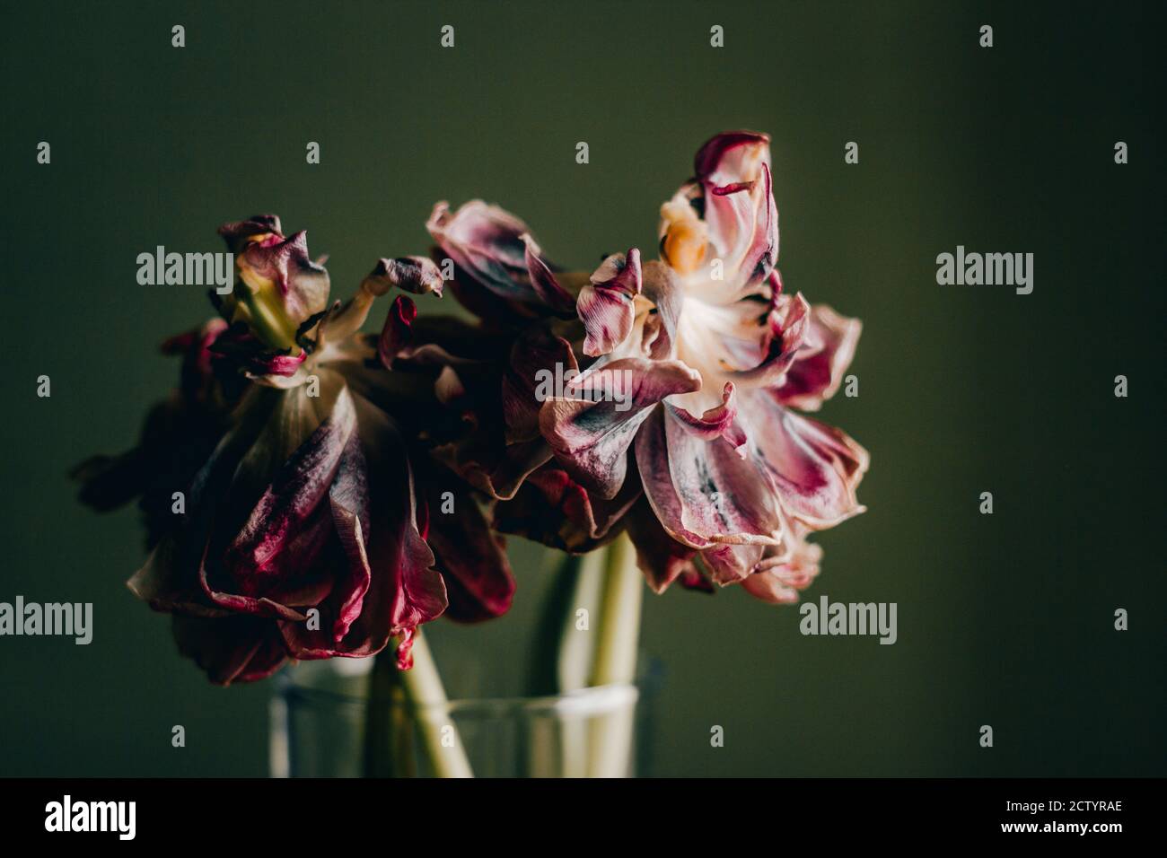 Closeup shot of wilting flowers in a vase Stock Photo - Alamy