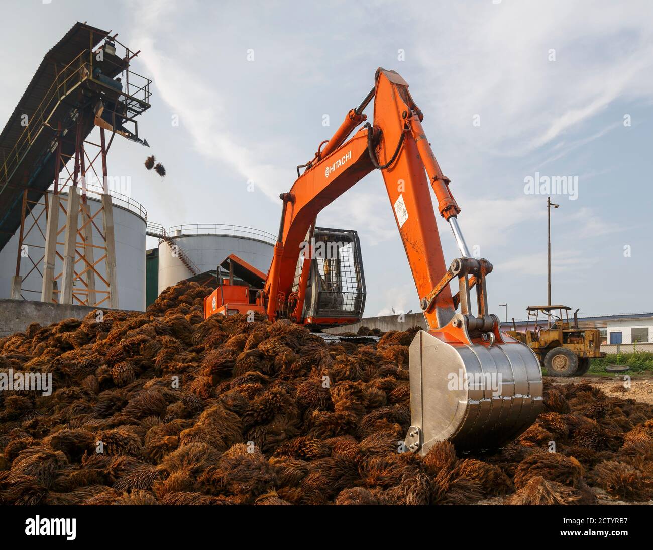 Langkon, Sabah, Malaysia: Squeezed Oil palm fruits (PEFB - Palm oil ...