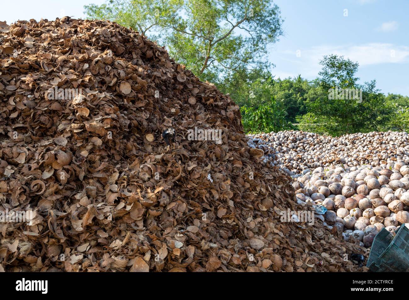 Piles of coconuts at a coconut collection and processing center in ...