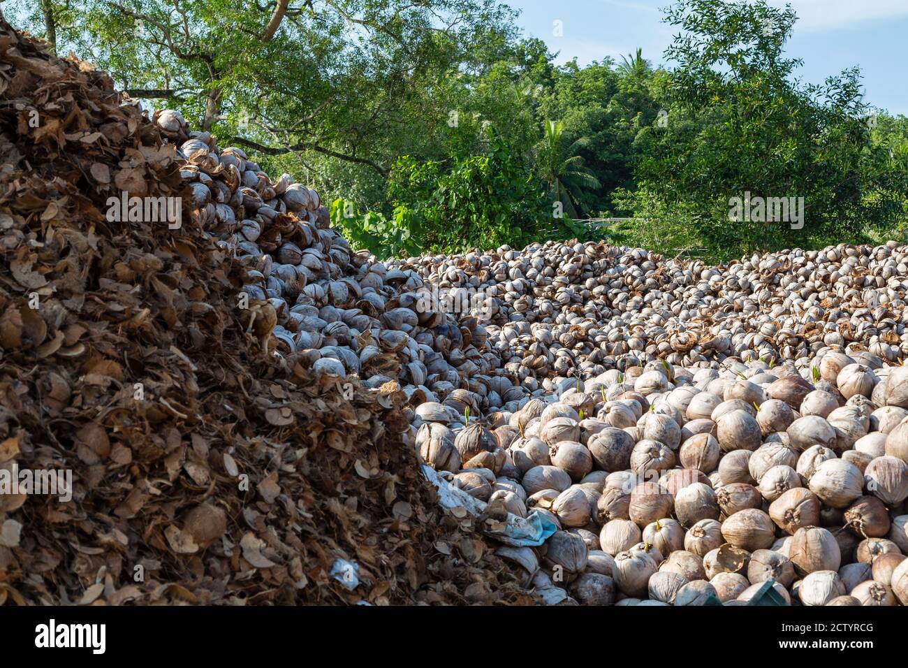 Piles of coconuts at a coconut collection and processing center in ...