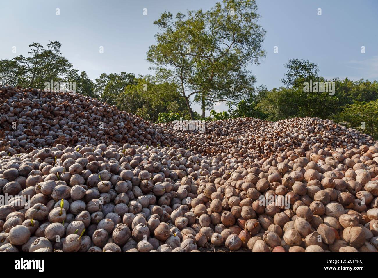 Piles of coconuts at a coconut collection and processing center in ...