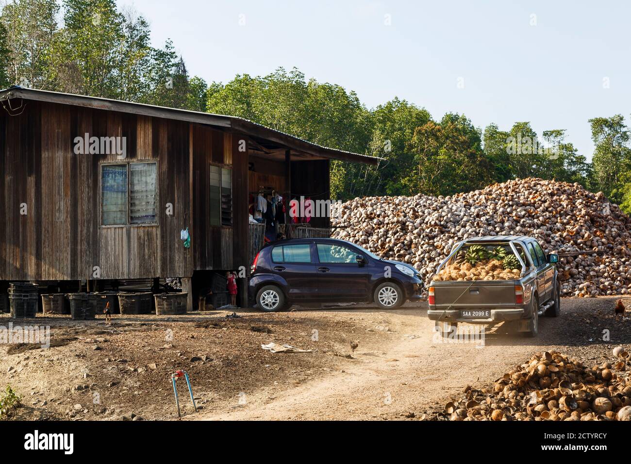Piles of coconuts at a coconut collection and processing center in ...