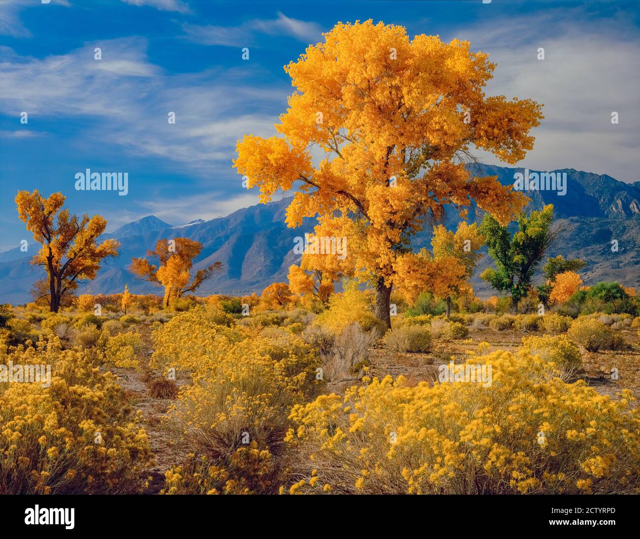 Rabbit bush hi-res stock photography and images - Alamy