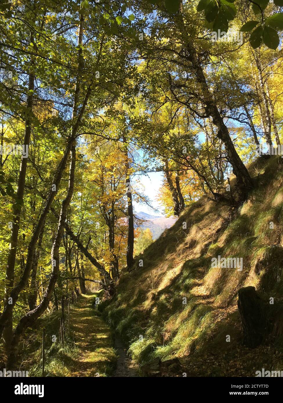Lonesome small hiking path through a steep forest with colourful trees ...