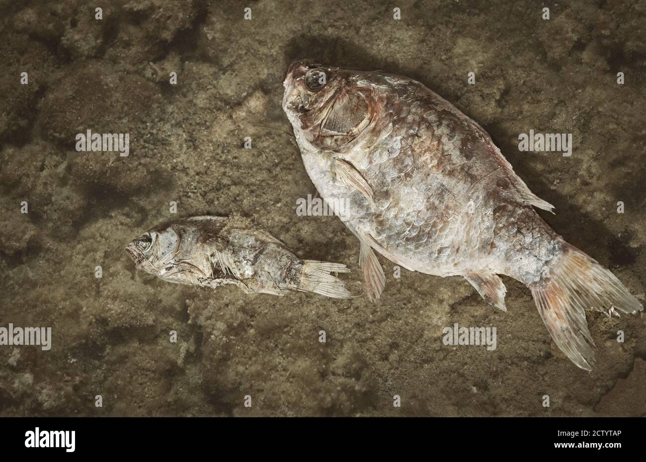 Fish death hi-res stock photography and images - Alamy