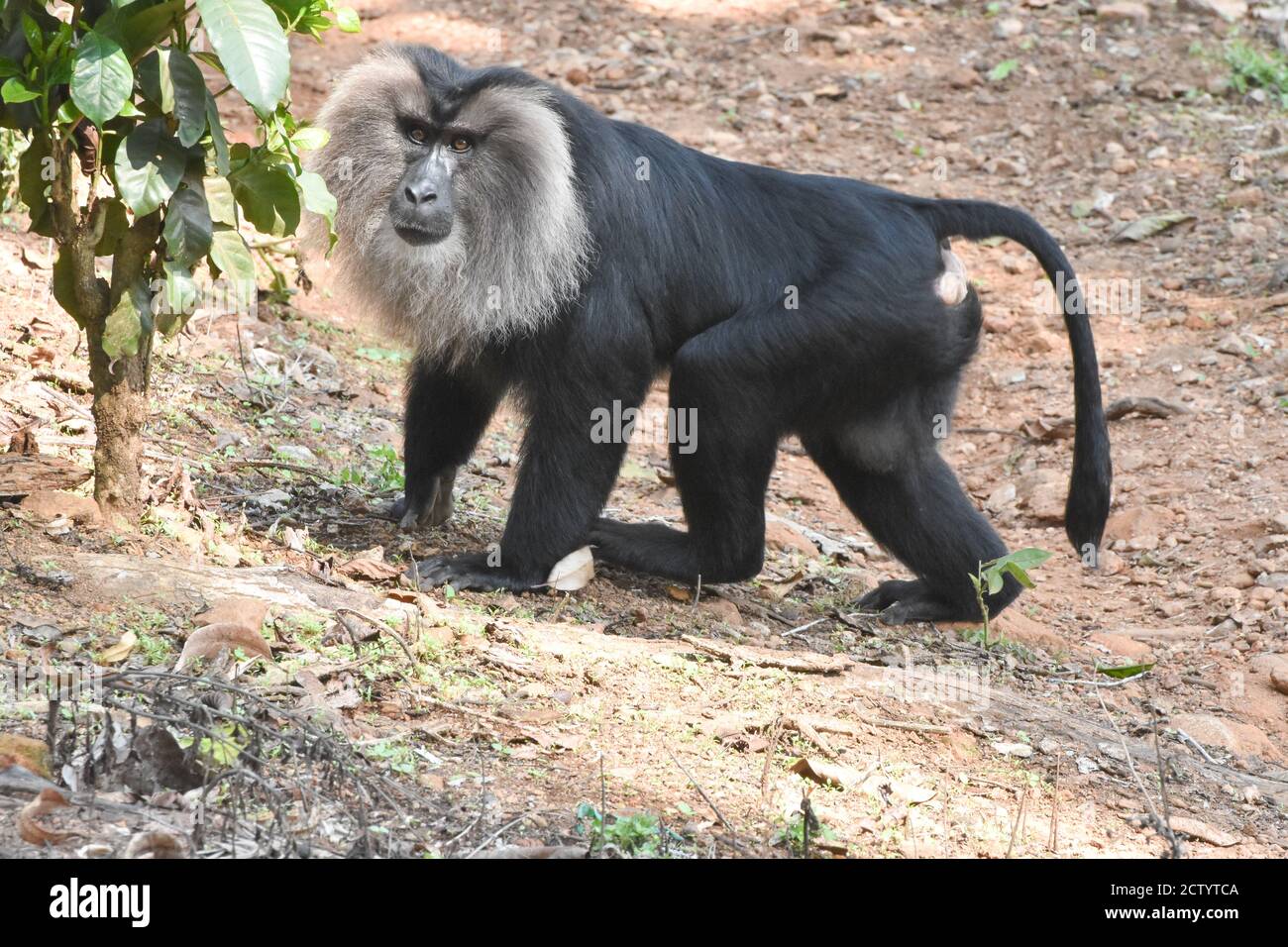 Lion-tailed macaque ( Macaca silenus Stock Photo - Alamy
