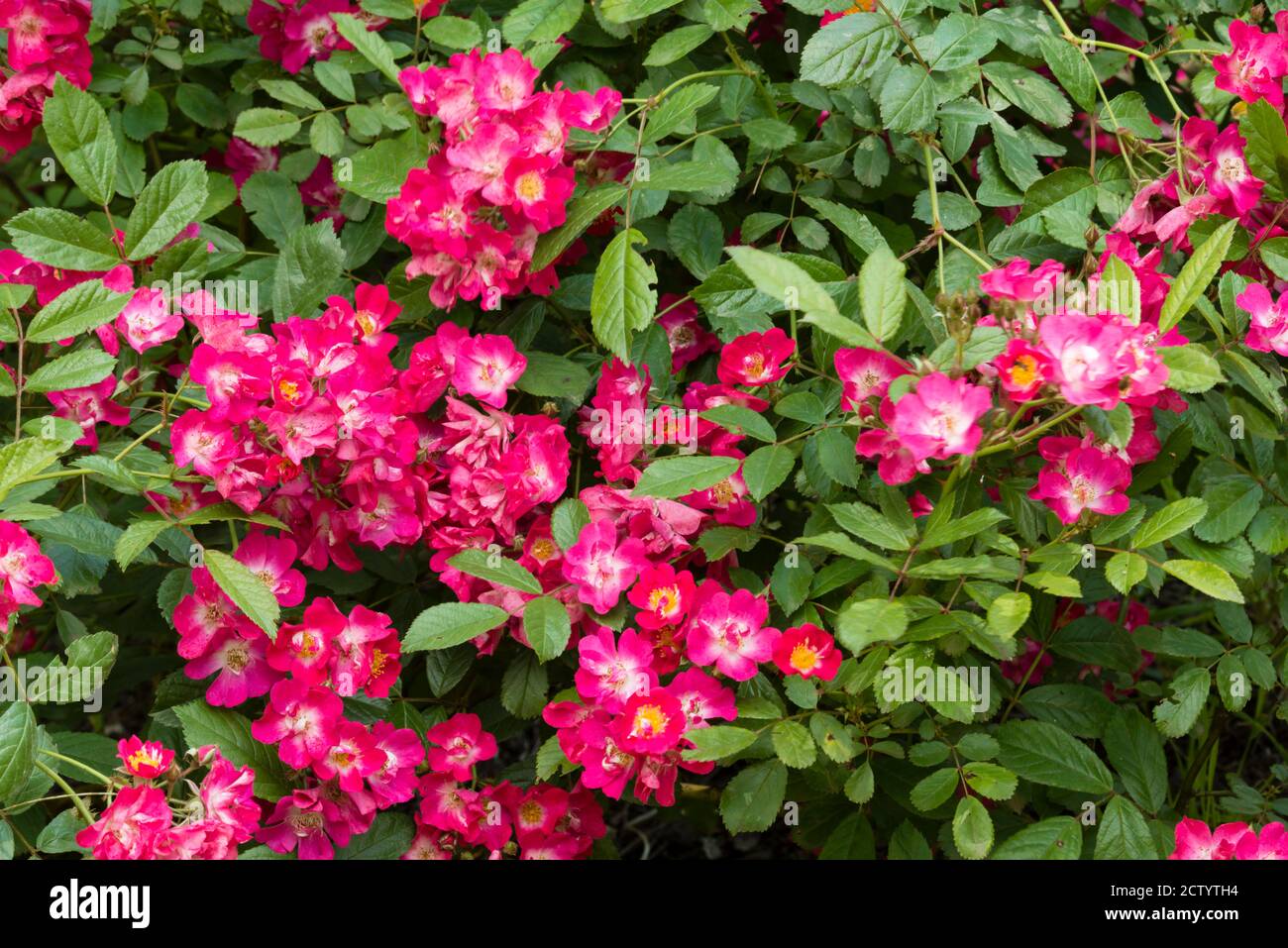 Rose flowers in full bloom in May Stock Photo - Alamy