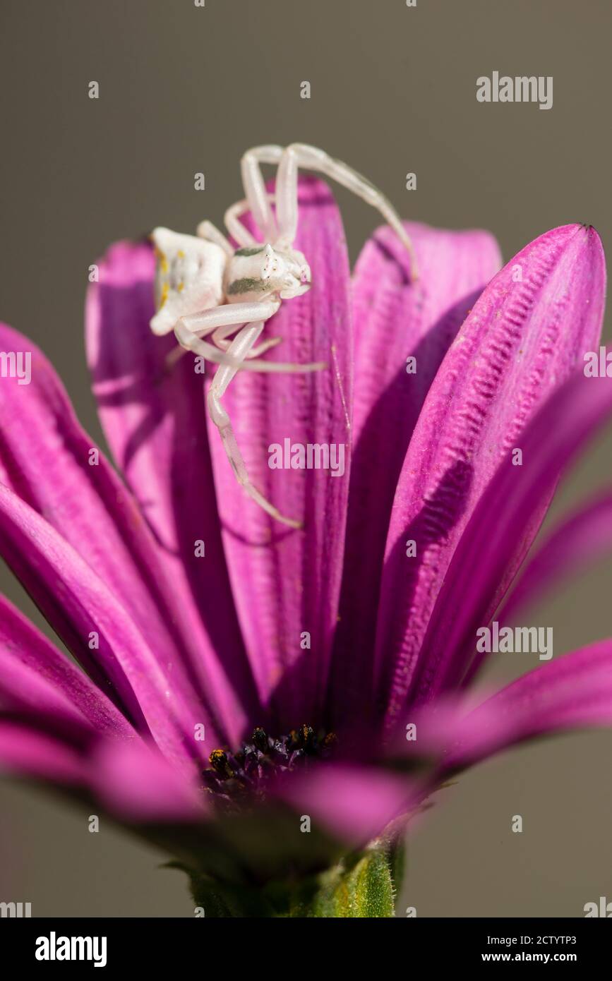 African daisy spider hi-res stock photography and images - Alamy